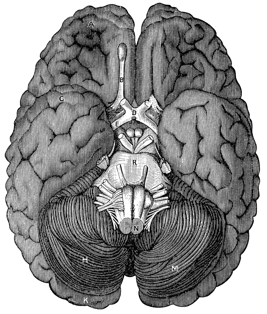 Base Of The Brain ClipArt ETC