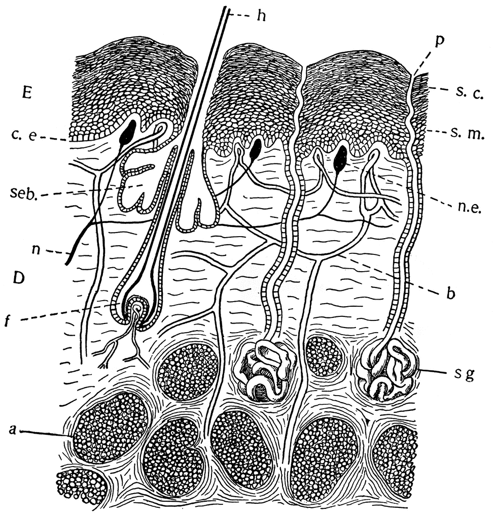 Mammal Skin ClipArt ETC
