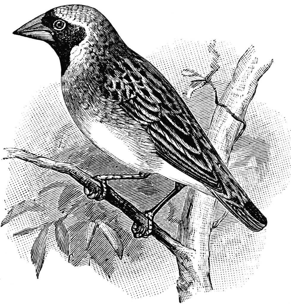 Quelea - JungleKey.fr Wiki