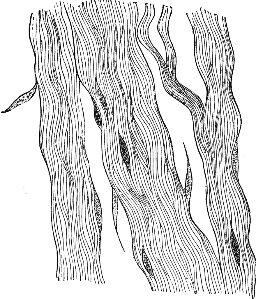 White Fibrous Tissue Of The Tendon ClipArt ETC
