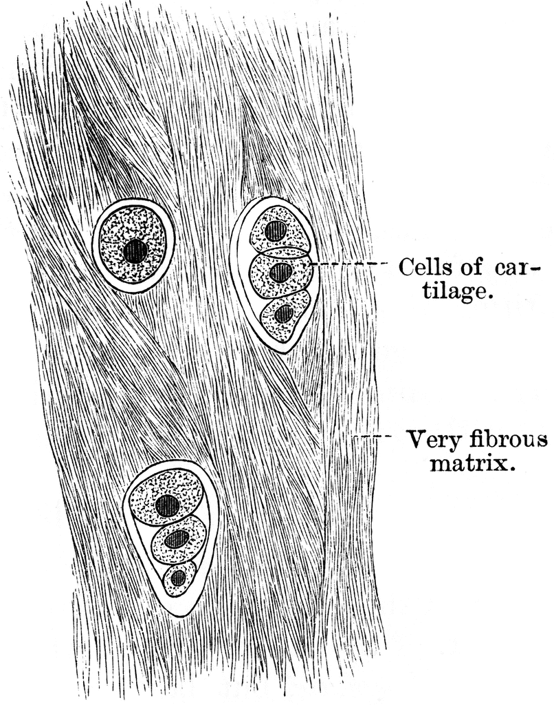 White Fibrocartilage ClipArt ETC