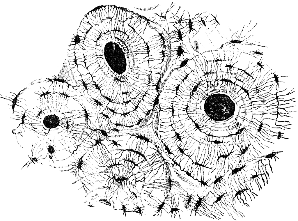 Microscopic Structure Of Bone ClipArt ETC