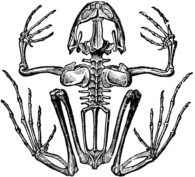 Skeleton Of A Frog ClipArt ETC
