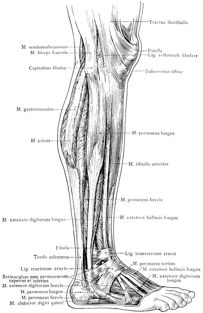 Lateral View Of The Superficial Muscles Of The Leg ClipArt ETC Lateral View Of The Superficial Muscles Of The Leg ClipArt ETC