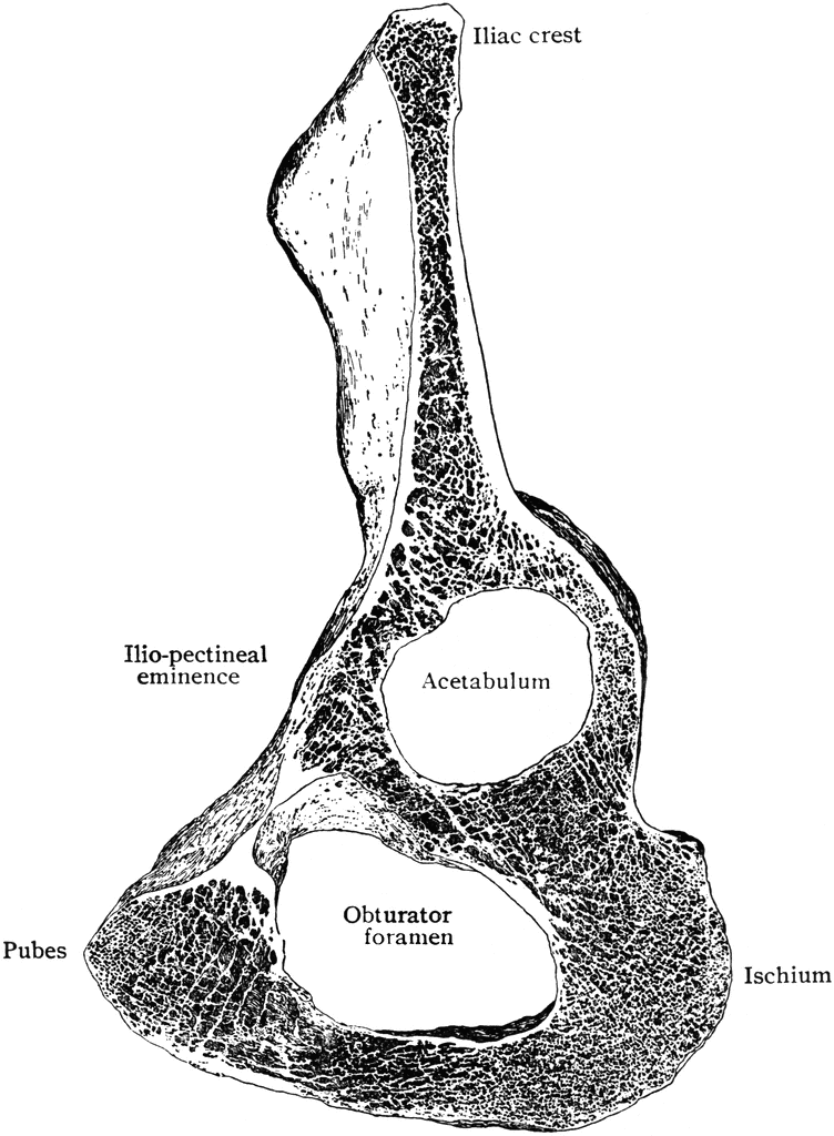 Sagittal Section Of Innominate Bone ClipArt ETC Sagittal Section Of Innominate Bone ClipArt ETC
