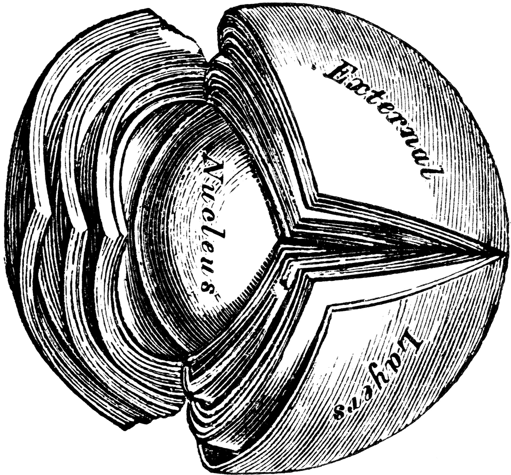 Crystalline Lens | ClipArt ETC