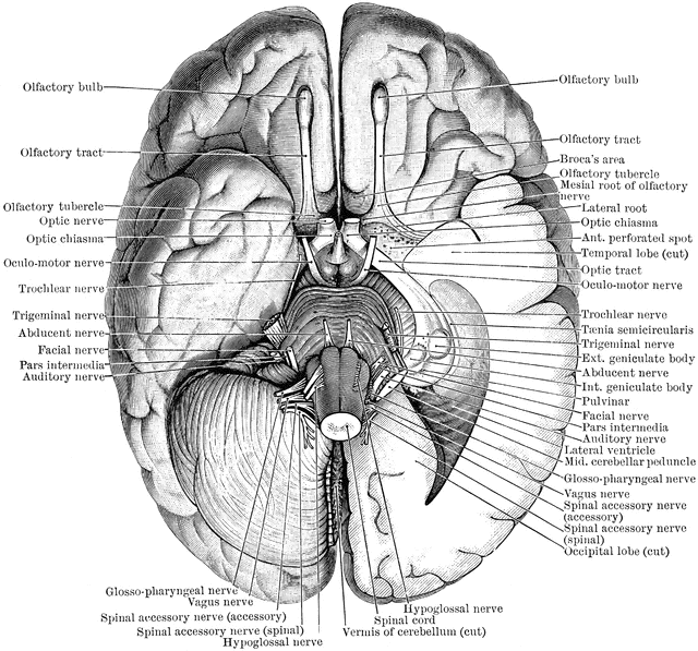 Base Of The Brain ClipArt ETC