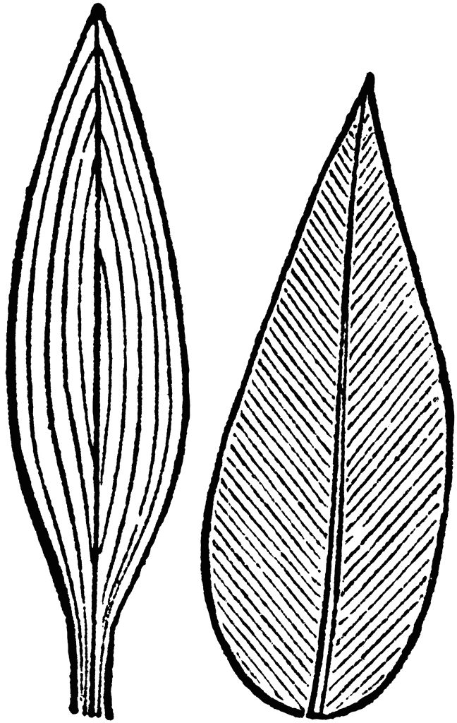 Parallel Veined Leaves ClipArt ETC