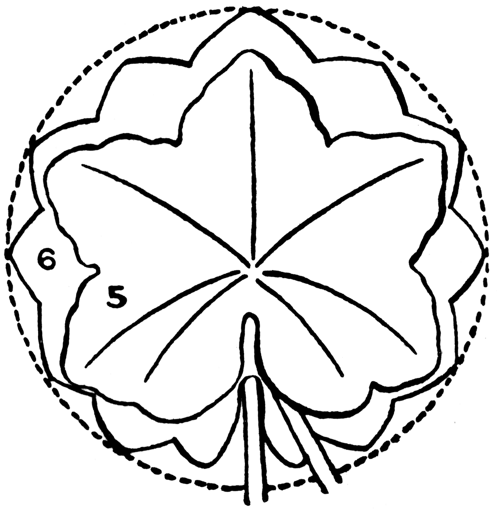 Types Of Simple Leaves Derived From The Circular Type ClipArt ETC