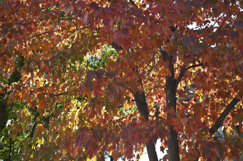 Fall Foliage In Memphis ClipPix ETC Educational Photos For Students Fall Foliage In Memphis ClipPix ETC Educational Photos For Students
