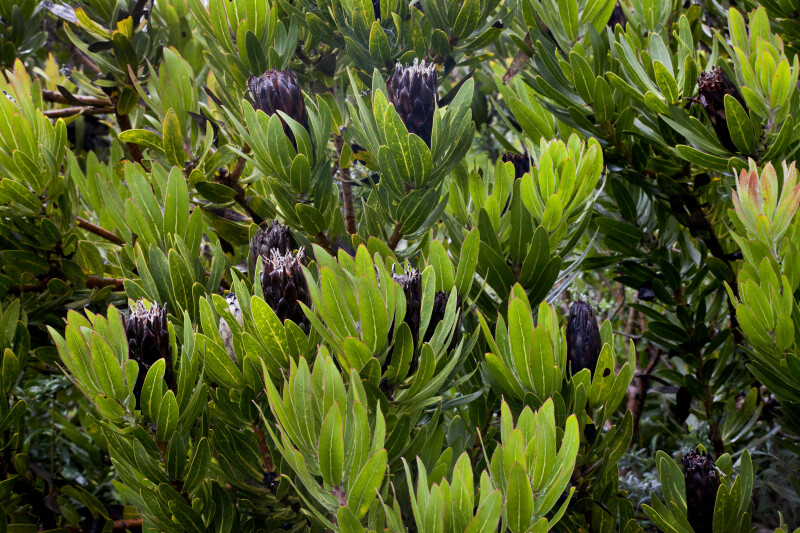Green Linear Leaves ClipPix ETC Educational Photos For Students And 