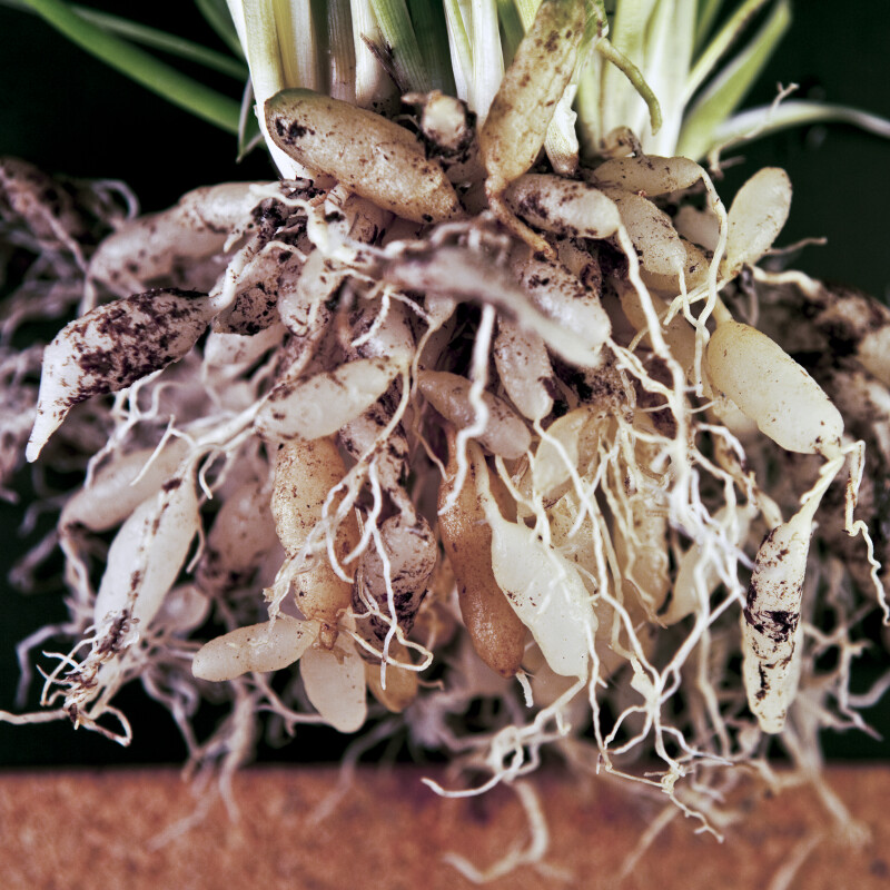 Spiderplant Roots ClipPix ETC Educational Photos For Students And